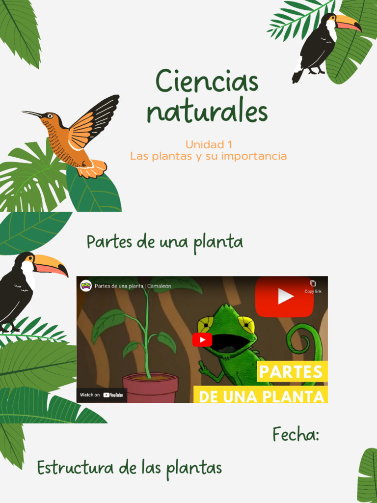 Resumen de Unidad 1 Plantas y Su Importancia. | PDF