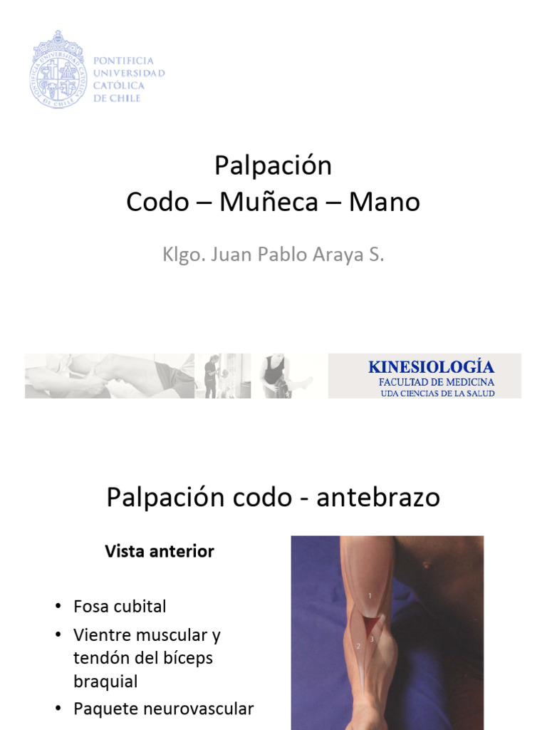 Tp3 Palpación Codo Muñeca Mano Pdf
