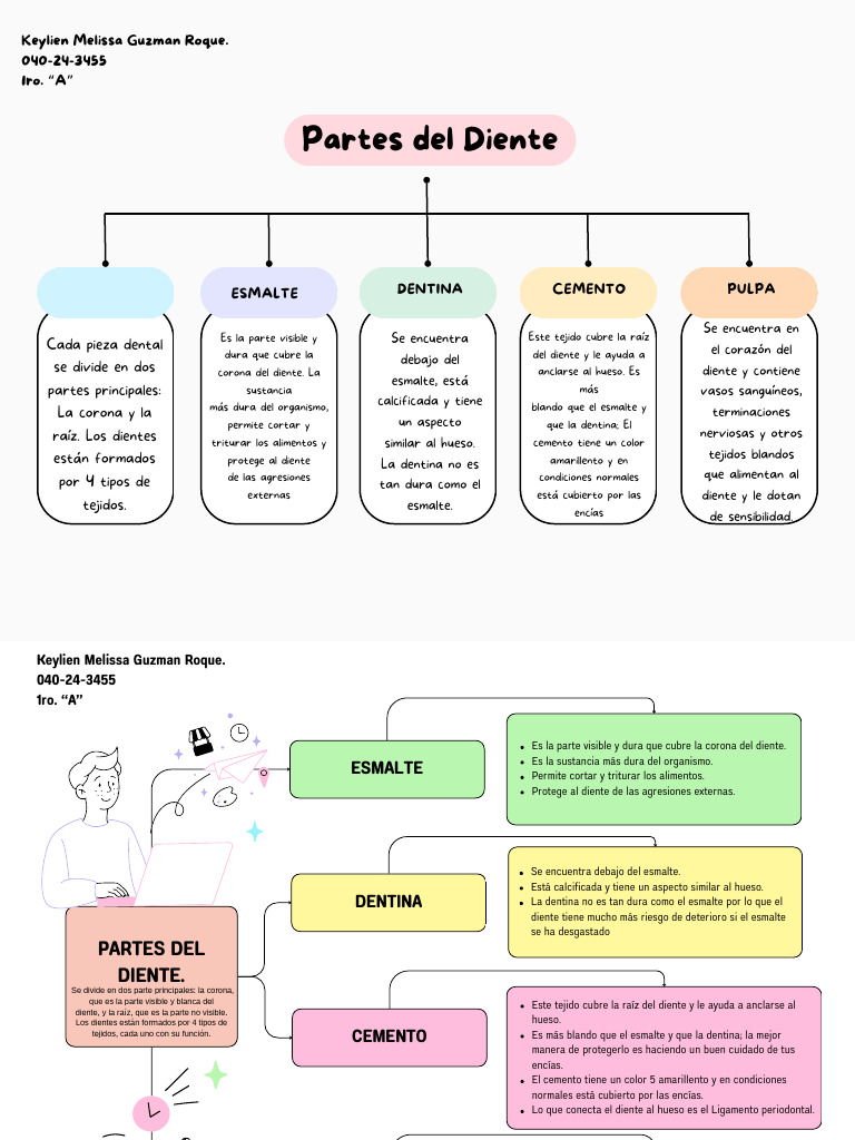 Partes Del Diente | Descargar gratis PDF | Diente | Esmalte de dientes