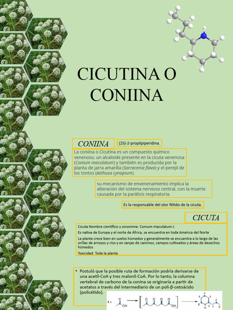 Toxicidad y Efectos de la Coniína | PDF | Ciencia y matemáticas