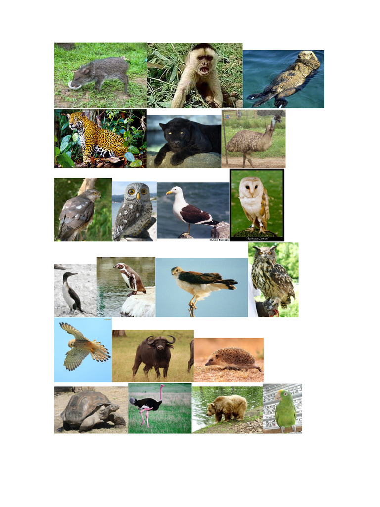 Animales | PDF