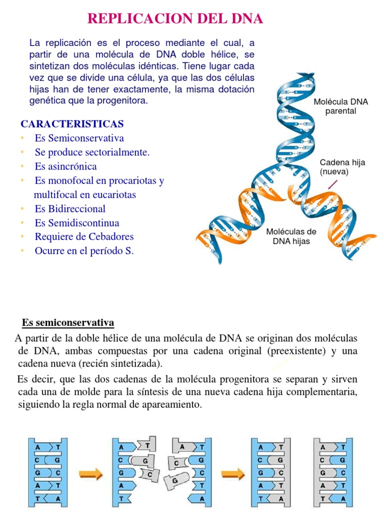 Tema 2 Replicacion | PDF | Replicación De Adn | Adn