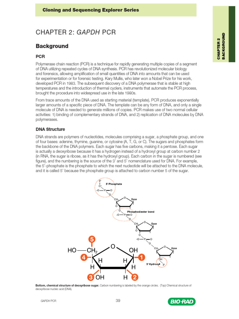 Lab 2 Degenerate PCR - Background | Download Free PDF | Dna Replication ...