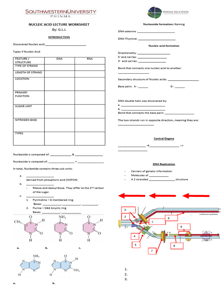 Nucliec Acid Lecture Worksheet | PDF | Nucleic Acids | Directionality ...