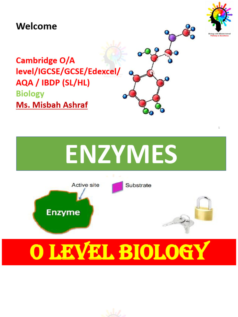 (Chapter 5) Enzymes | PDF | Enzyme | Substrate (Chemistry)