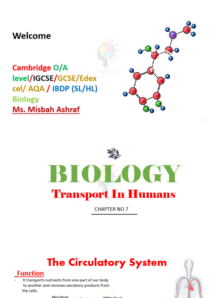 (Chapter 9) Human Transport | Download Free PDF | Vein | Artery