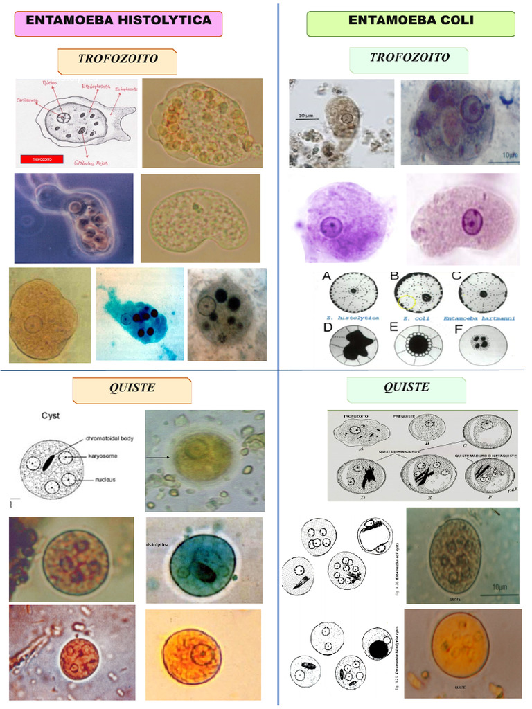 Imagenes Histo y Coli | PDF