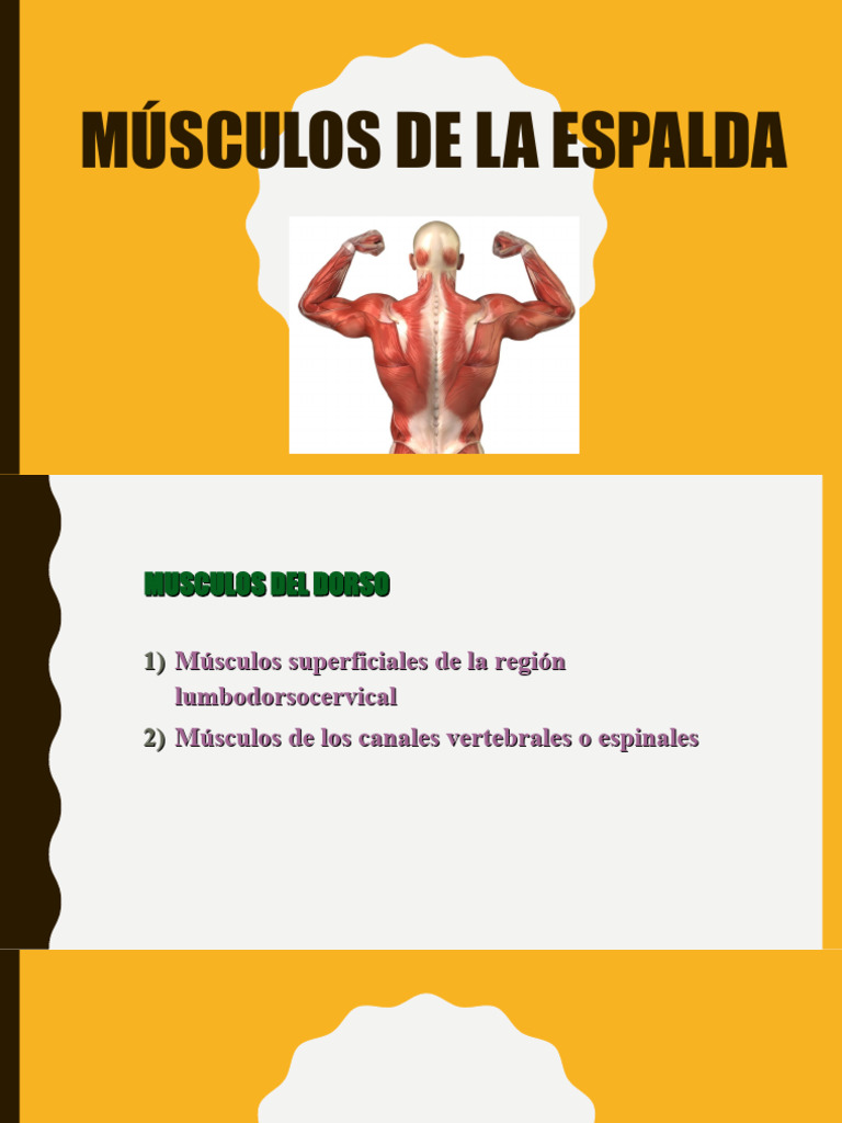 Anatomía de los Músculos de la Espalda | PDF | La columna vertebral ...