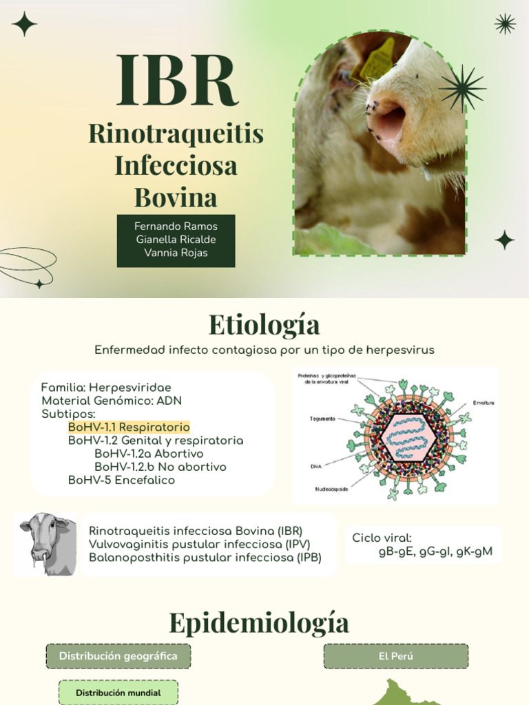 Tratamiento y Control de IBR Bovina | PDF | Vacas | Neumonía