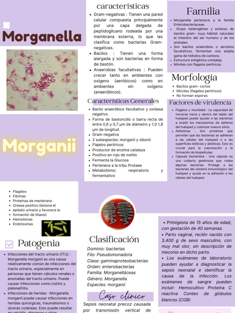 Morganella Morganii | PDF | Las bacterias | Bacterias Gram-negativo
