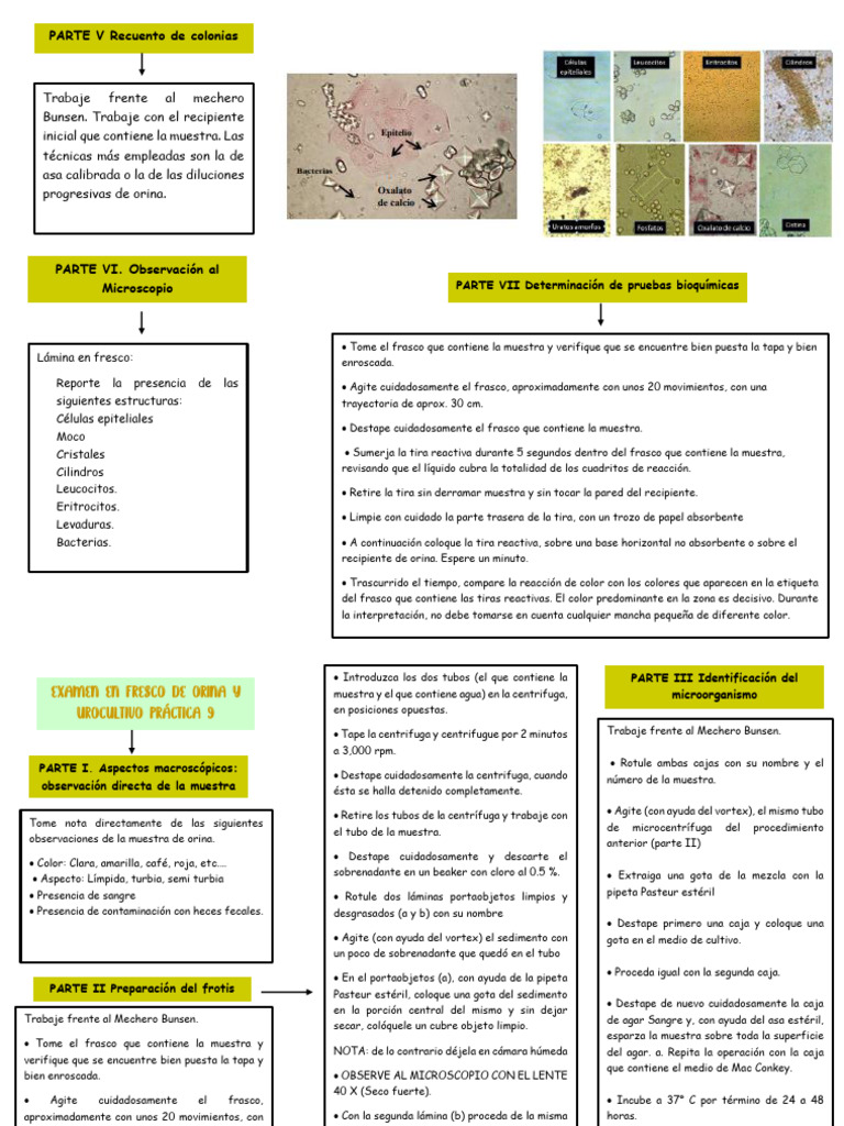 Diagrama Practia 9 Micro 1 | PDF | Biología