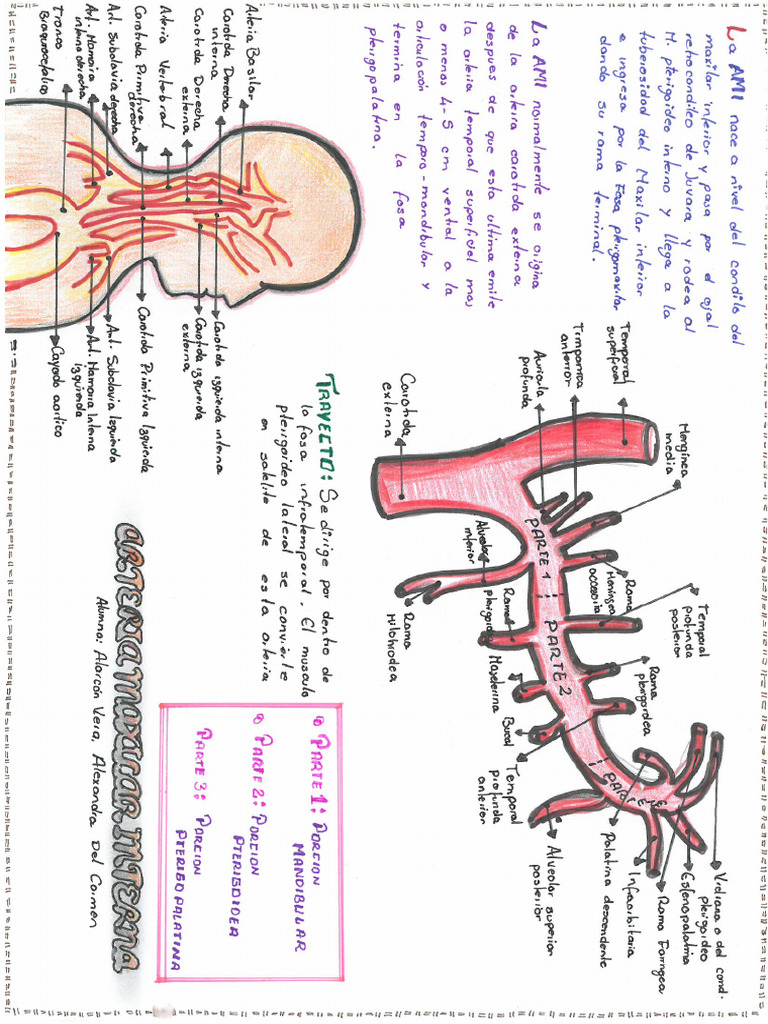 Esquema Arteria Maxilar Interna - Alarcón Verá Alexandra | PDF