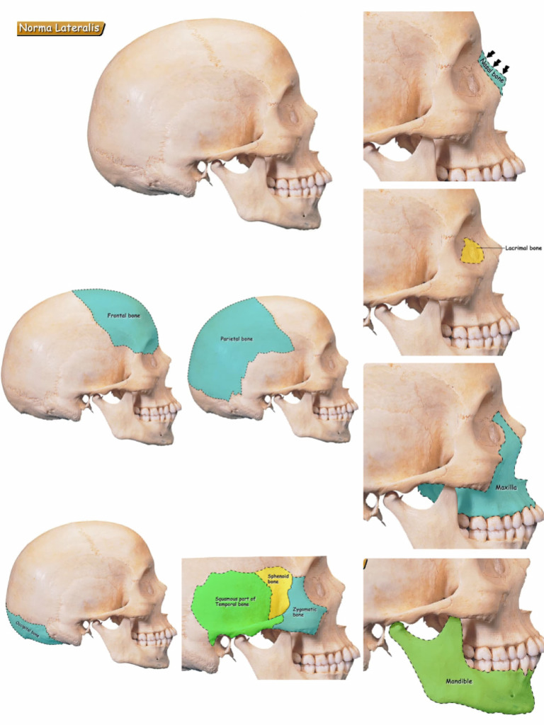 Norma Lateralis Lecture3 Head&Neck | PDF | Musculoskeletal System ...