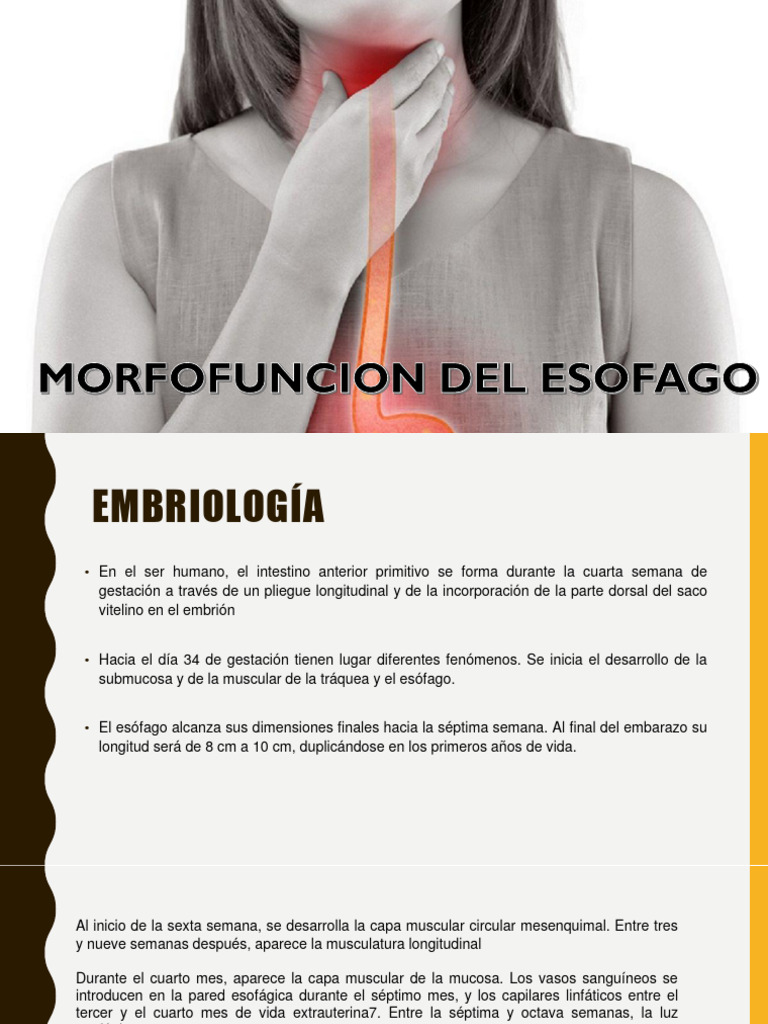 Morfofunción Del Esofago | Descargar gratis PDF | Esófago | Estómago