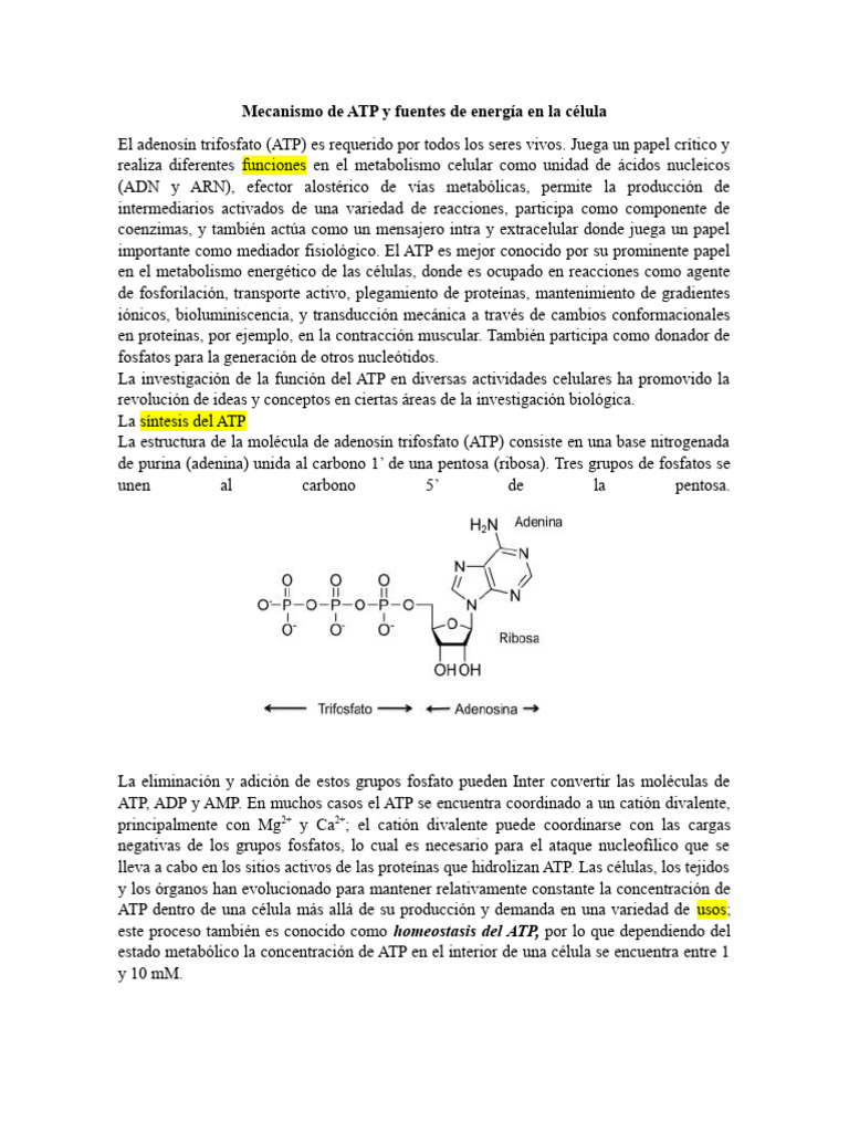 Mecanismo de ATP y Fuentes de Energía en La Célula | PDF | Trifosfato ...