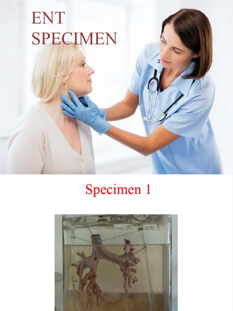 Specimen 2 Ok | PDF