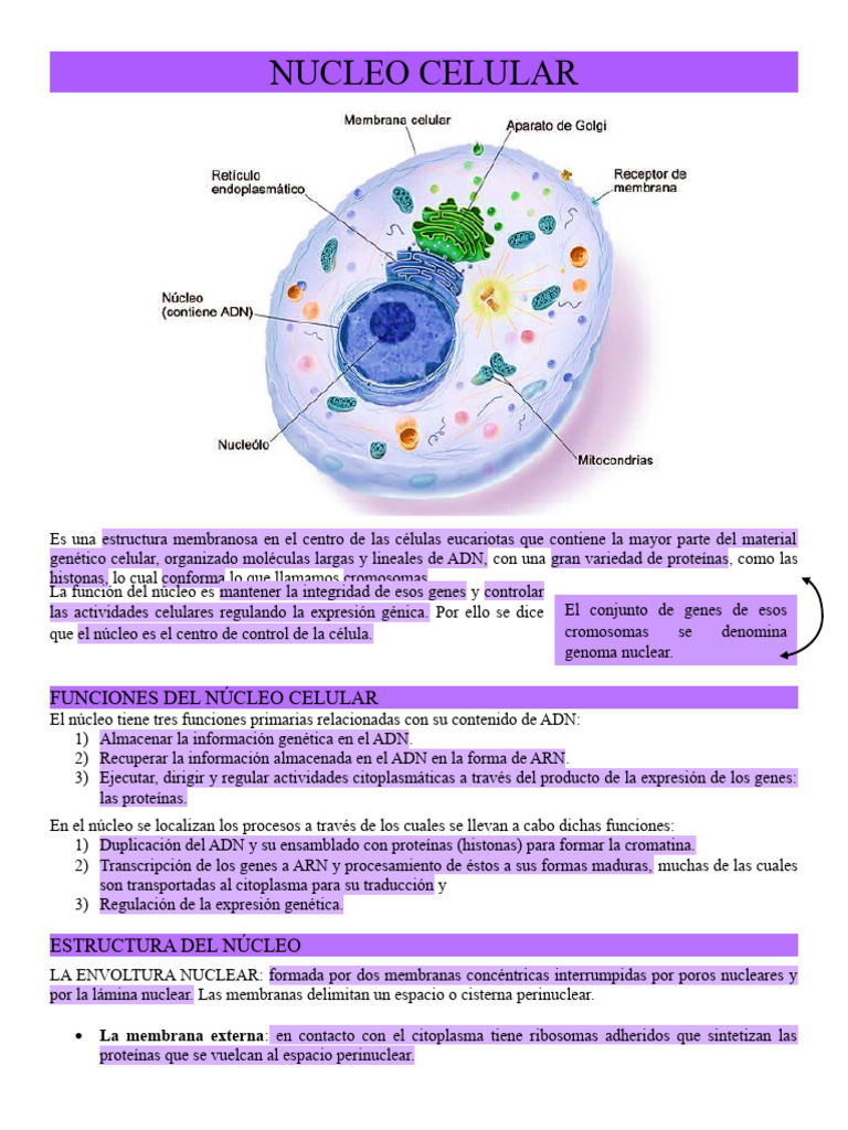 Nucleo Celular | PDF | Nucleo celular | Cromatina