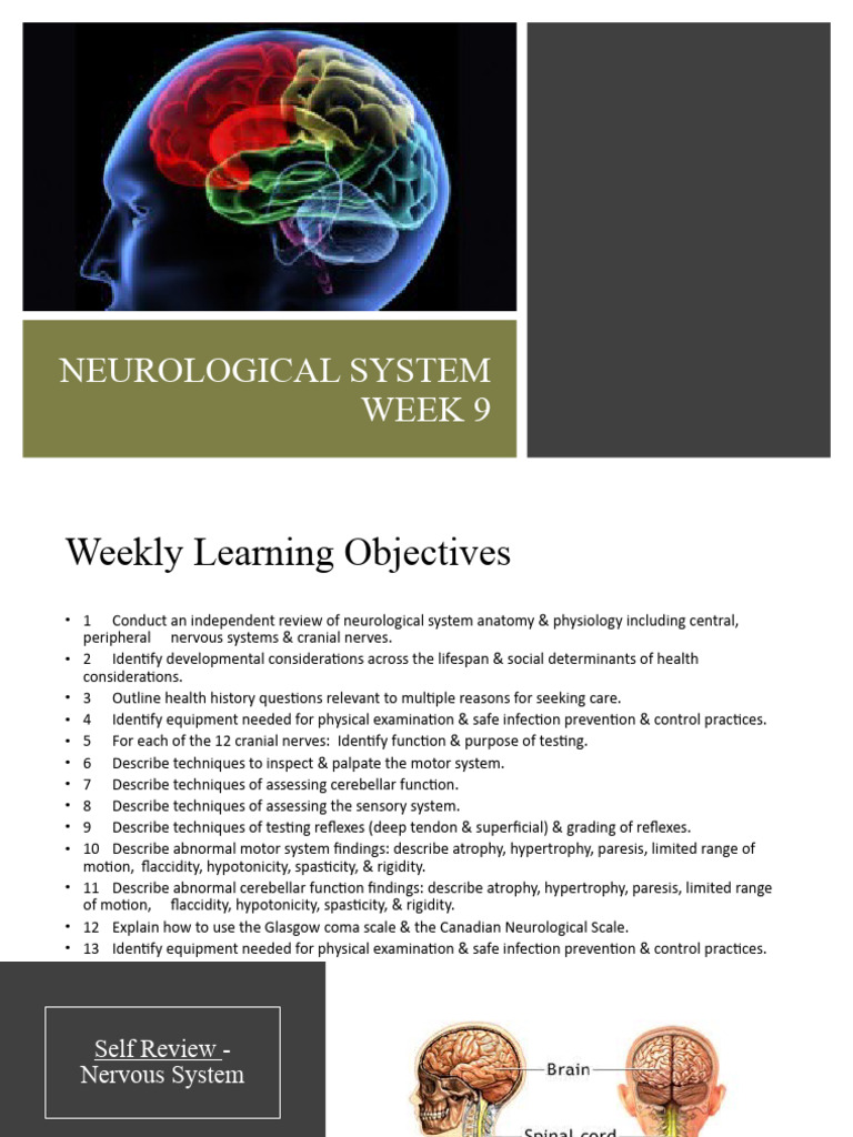 Neurological Assessment | PDF | Central Nervous System | Anatomical ...