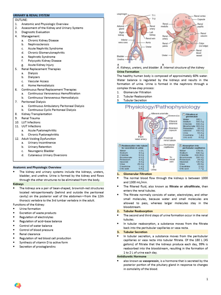 Urinary Renal System | Download Free PDF | Kidney | Urinary Incontinence