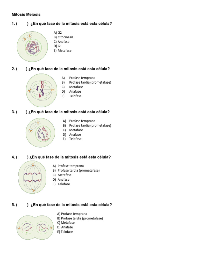 Fases de Mitosis y Meiosis: Preguntas Clave | PDF | Mitosis | Mitosis