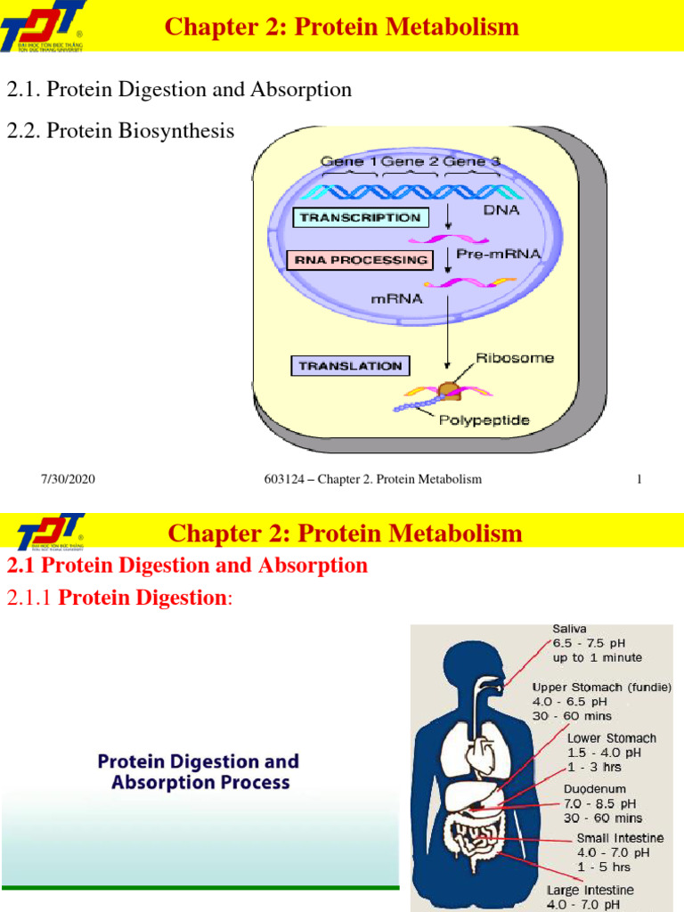 603124-Protein and Enzyme Technology-Chapter 2. Protein Digestion and Absorption | Download Free ...