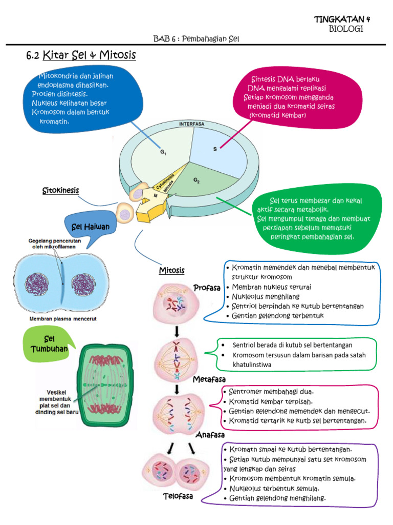 6.2 Kitar Sel Dan Mitosis | PDF
