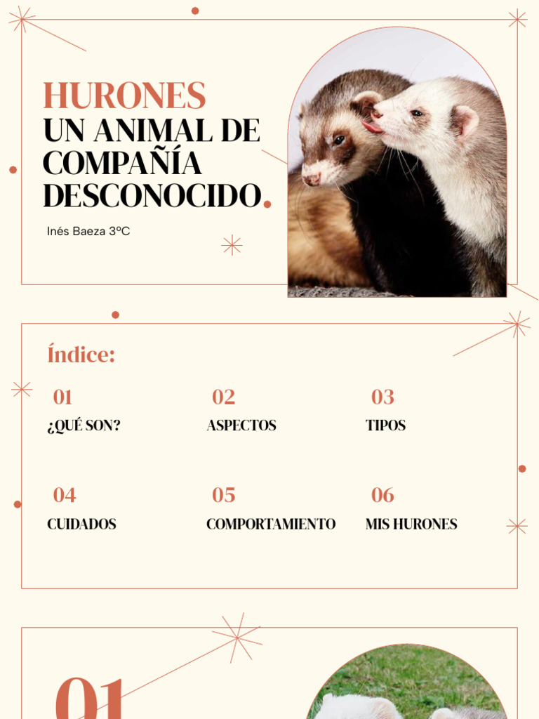 Hurones: Tipos y Cuidados Esenciales | PDF | Cocina, comidas y vino ...