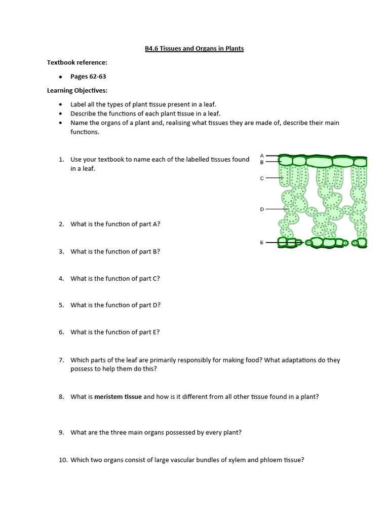Plant Tissues and Organs Explained | PDF | Wellness | Science & Mathematics