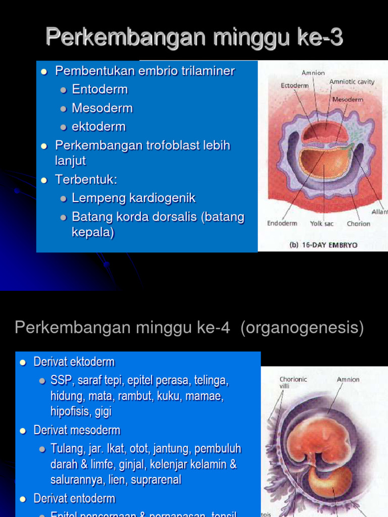 Perkembangan Embrio dan Pembentukan Gigi | PDF | Kesehatan Holistik
