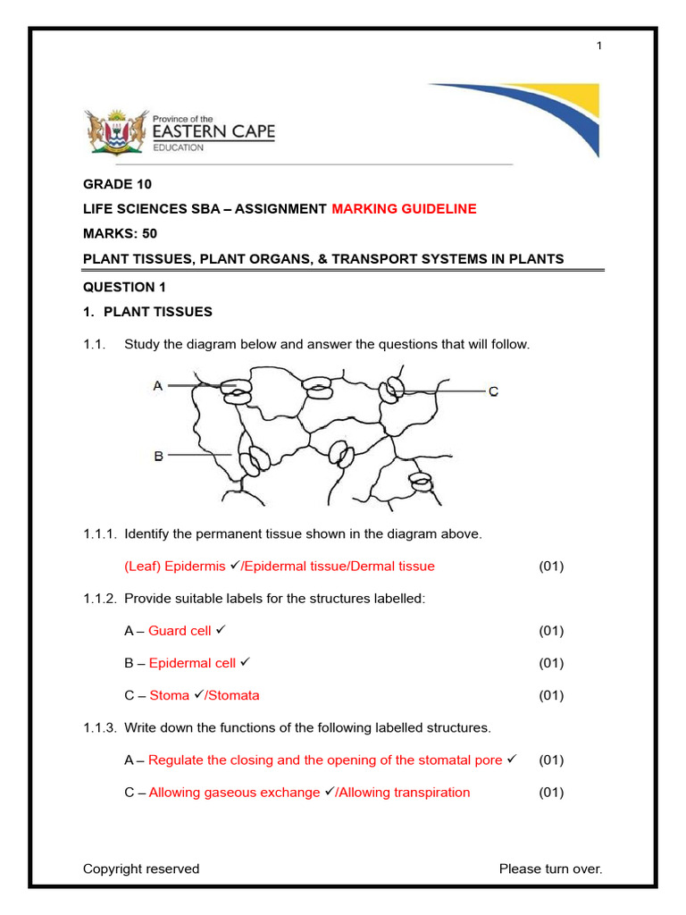 Grade 10 MG - Assignment | Download Free PDF | Stoma | Tissue (Biology)