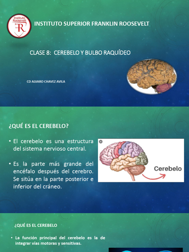 Cerebelo y Bulbo Raquídeo: Funciones y Anatomía | PDF | Cerebelo | Cerebro