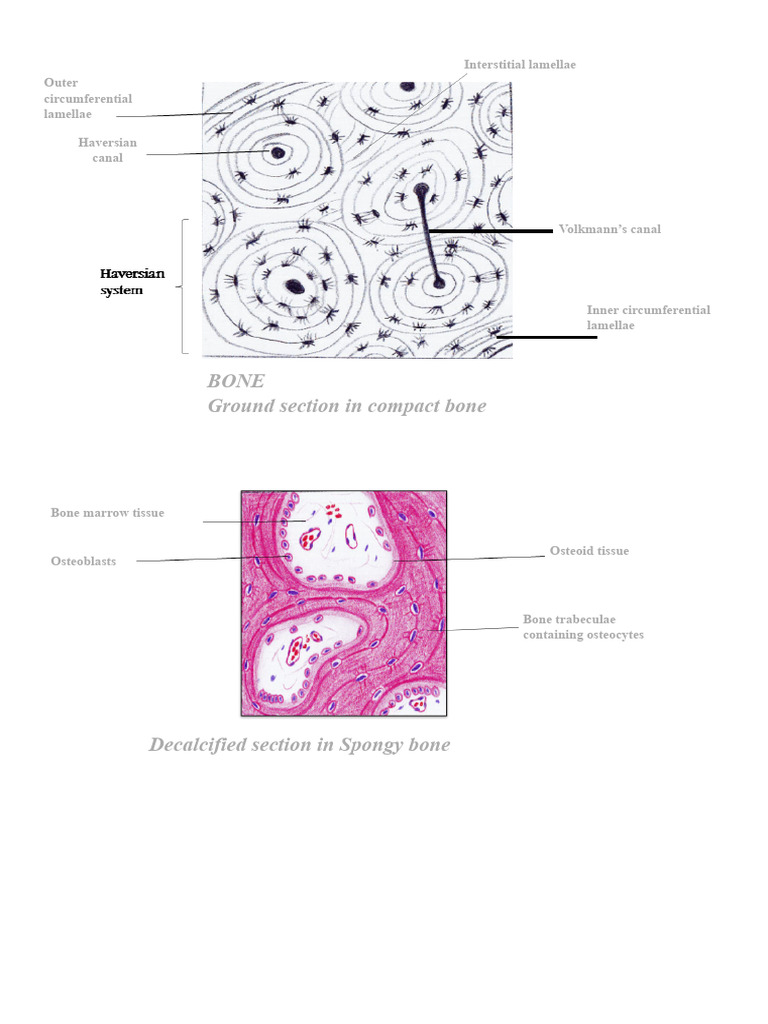 Oral Biology 2 | PDF | Epithelium | Bone