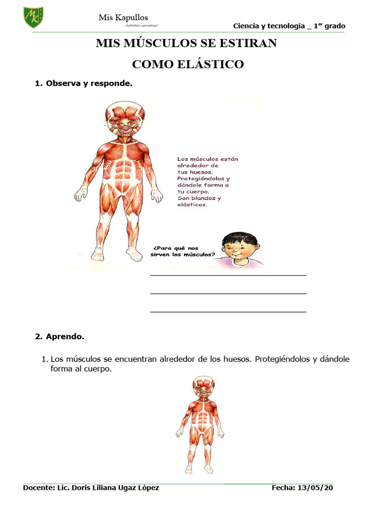 Sistema Muscular para Niños | PDF | Músculo