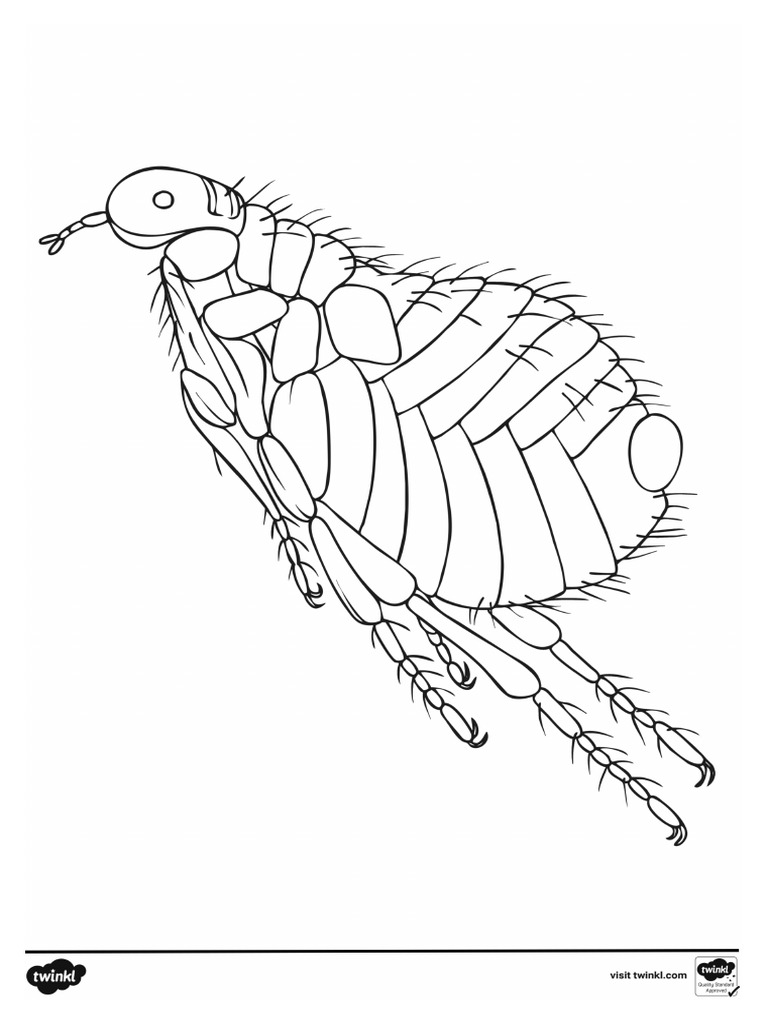 T TP 2668205 Jumping Flea Colouring Sheet Ver 1 | PDF