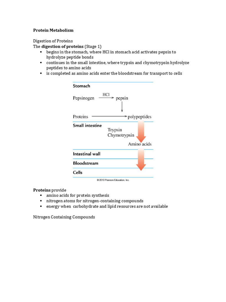 Protein-Metabolism Compressed | PDF | Amino Acid | Biosynthesis