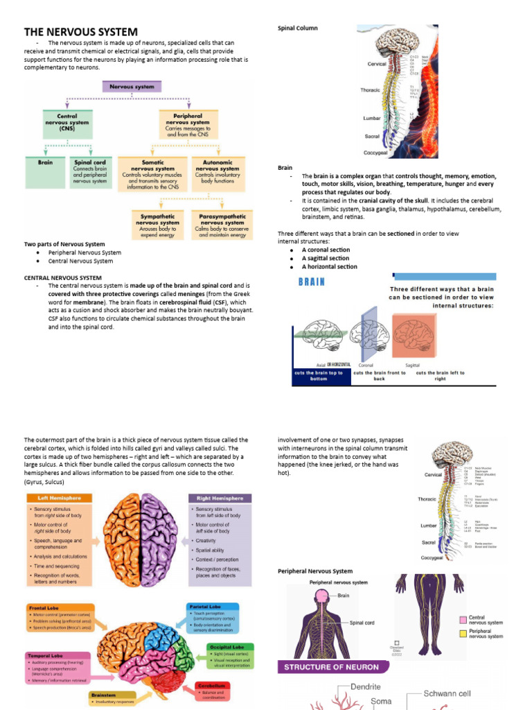 The Nervous System | PDF | Central Nervous System | Nervous System