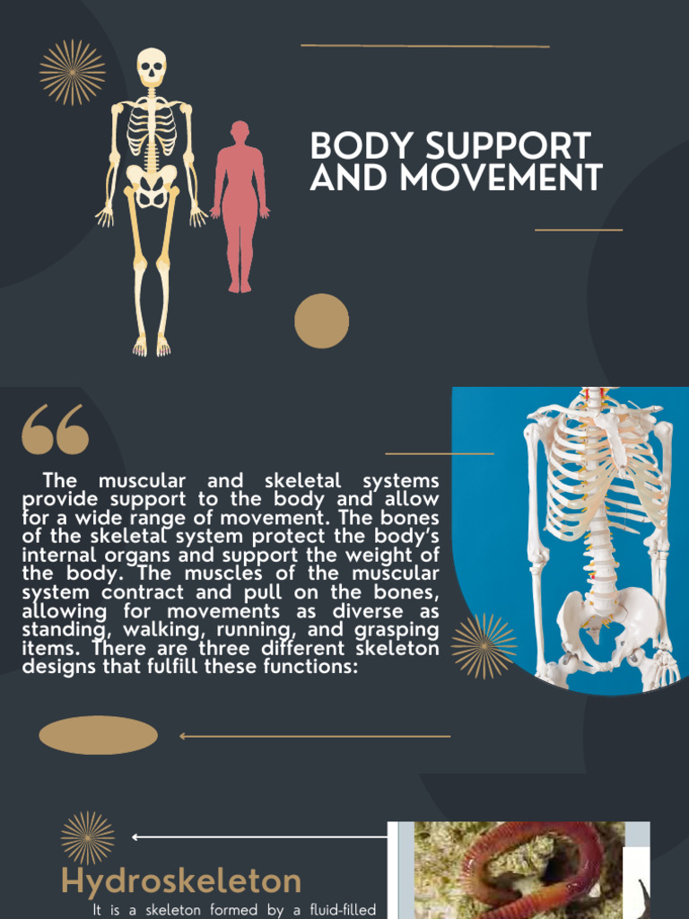 Body Support and Movement | PDF | Muscle | Skeleton