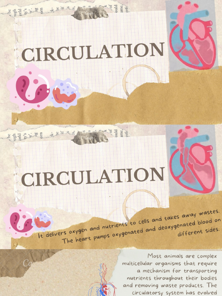Circulation Pdf