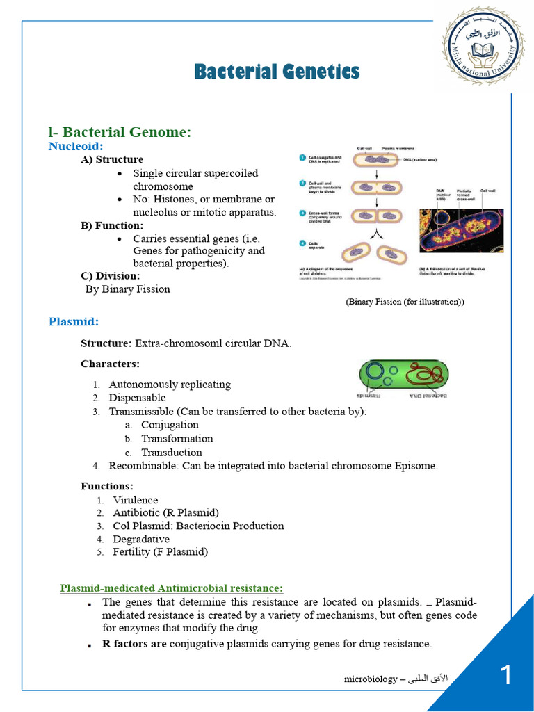 Bacterial Genetics and Gene Transfer Mechanisms | PDF | Bacteriophage ...