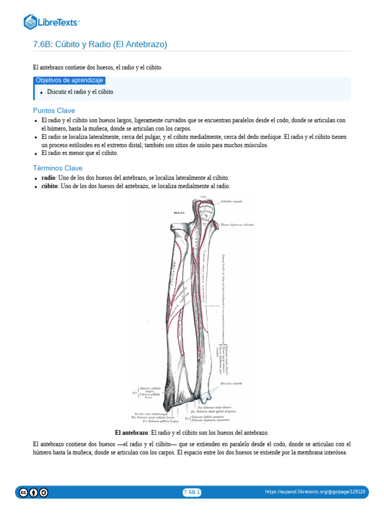 Anatomía del Cúbito y Radio en el Antebrazo | PDF | Codo | Anatomía humana