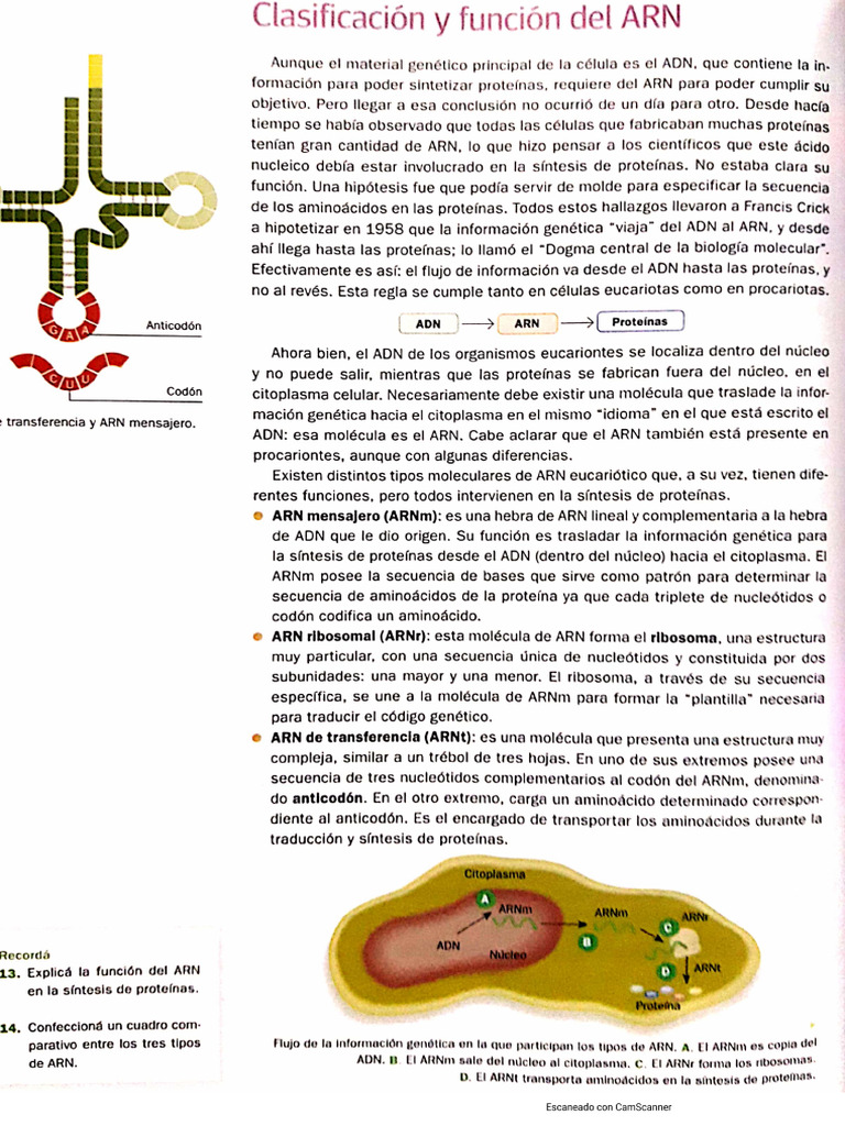 El Arn Tipos y Funciones | PDF
