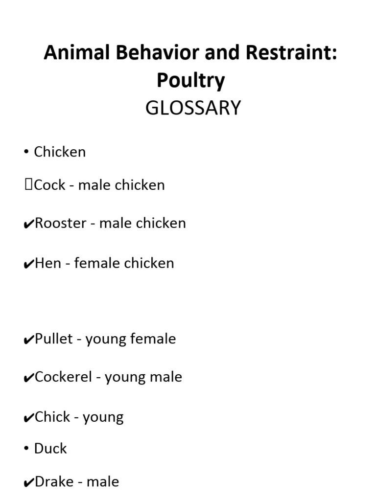 Poultry Behavior & Restraint Guide | PDF | Chicken | Pulse