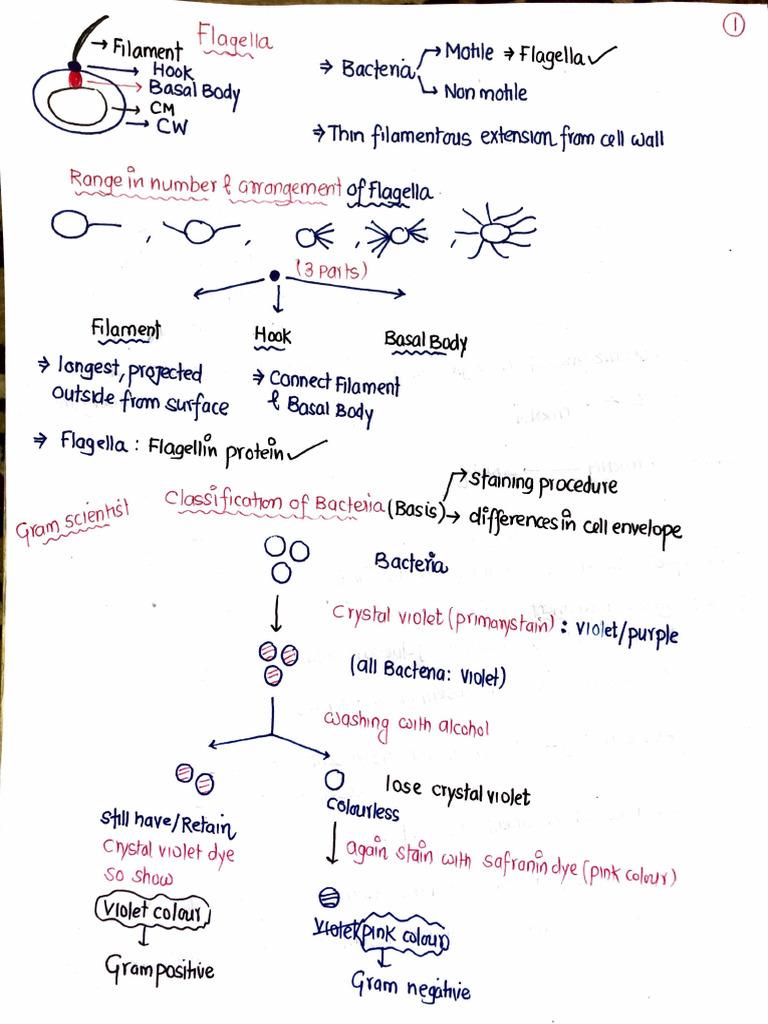 Cell Life Hand Written Notes | PDF