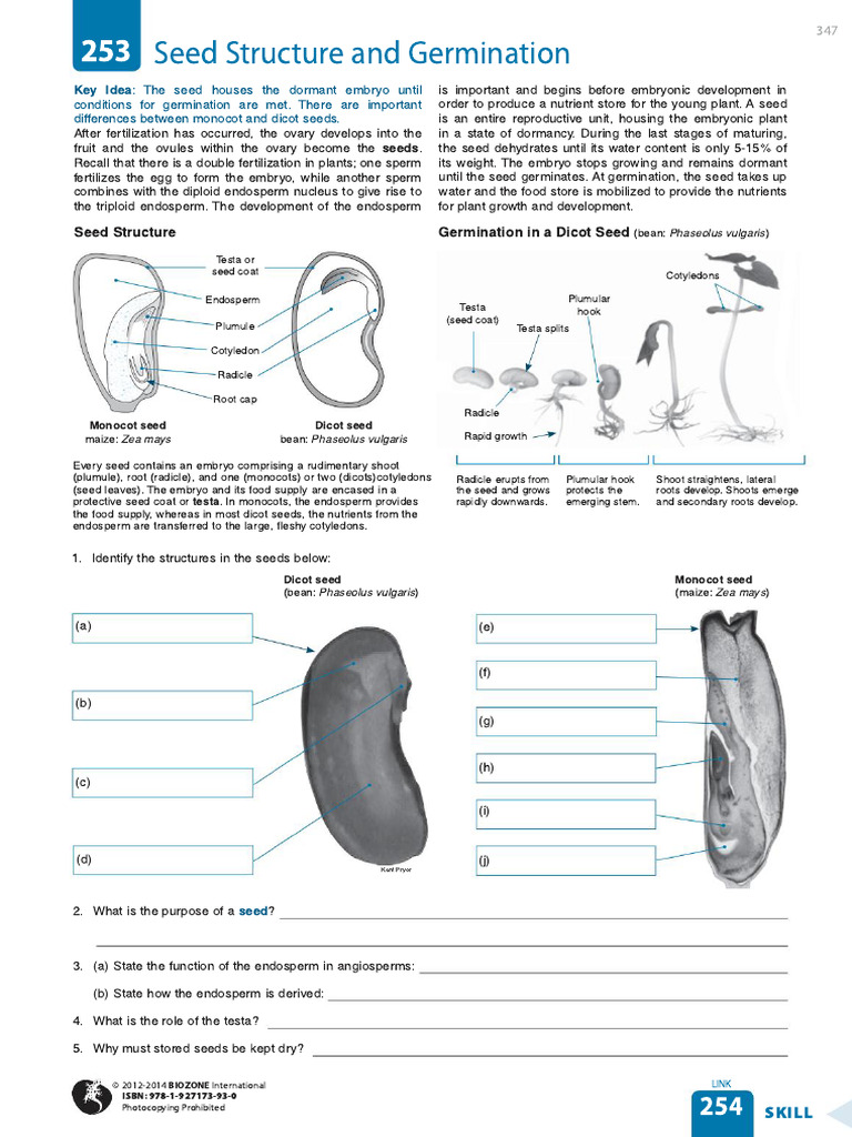 253 Seed Structure and Germination | PDF | Seed | Germination