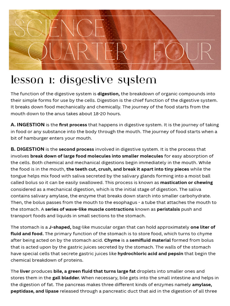 Digestive System Overview and Functions | PDF | Meiosis | Mitosis