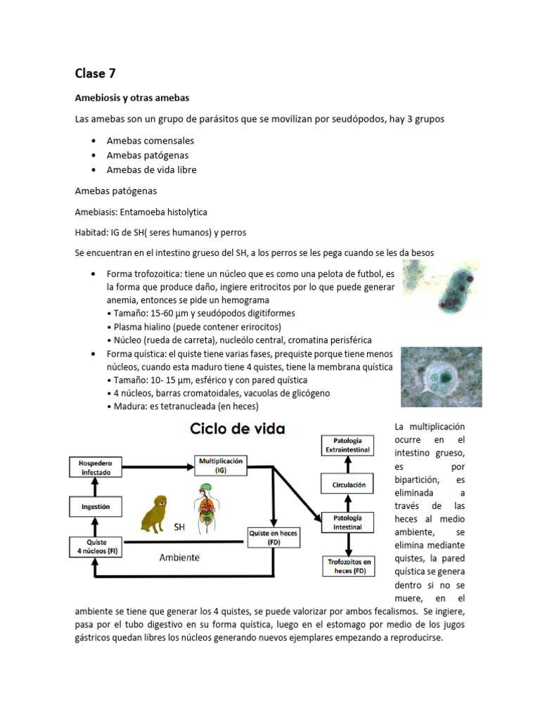 Parasitologia Clase 7 Amebas | PDF | Diarrea | Enfermedades y trastornos