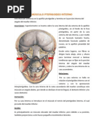Anatomía y Función del Músculo Masetero | PDF | Anatomía | Cabeza y ...