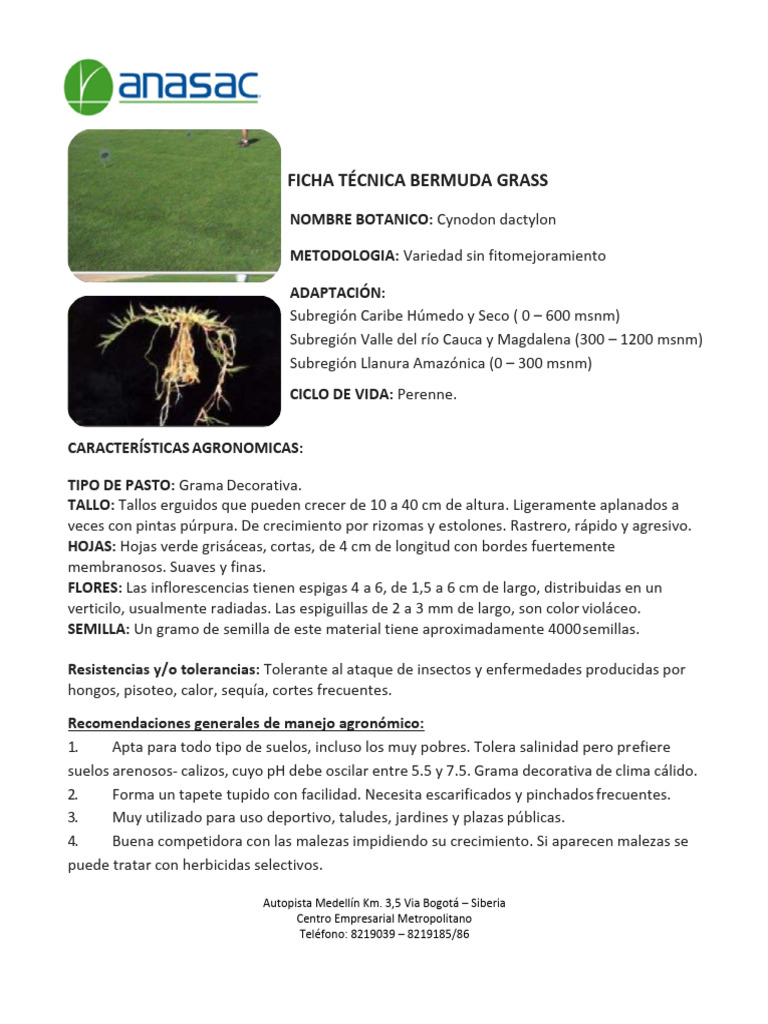 Ficha Técnica de Bermuda Grass | PDF | Hogar, jardinería y bricolaje