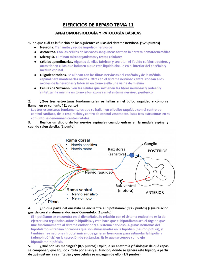 Tema 11. Ejercicios Jorge Vasile | Descargar gratis PDF | Sistema nervioso | Hipotálamo
