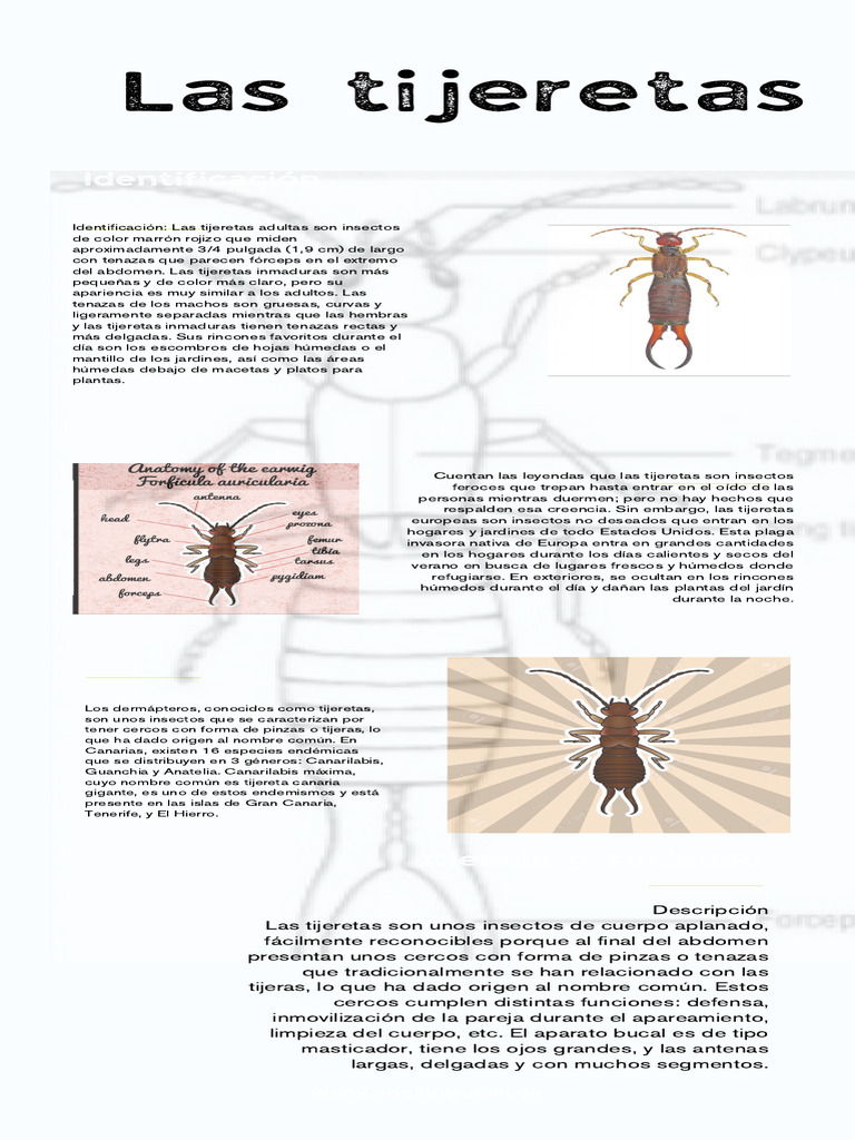 Infografía Proyecto de Ciencia Moderno Negro Verde - 20240514 - 100823 ...